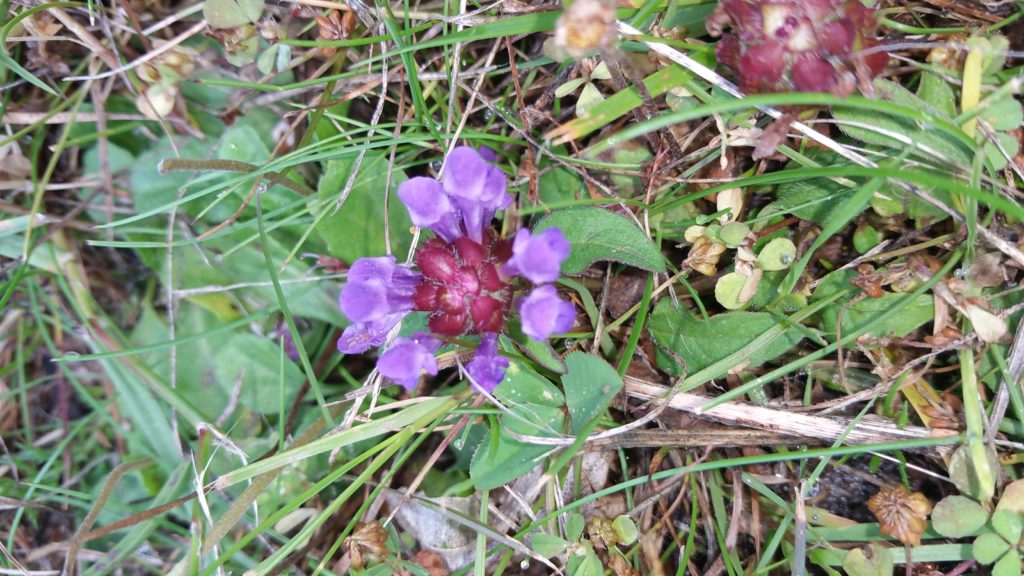 Self-heal: A little used but potent healer - Medical Herbalist based in ...